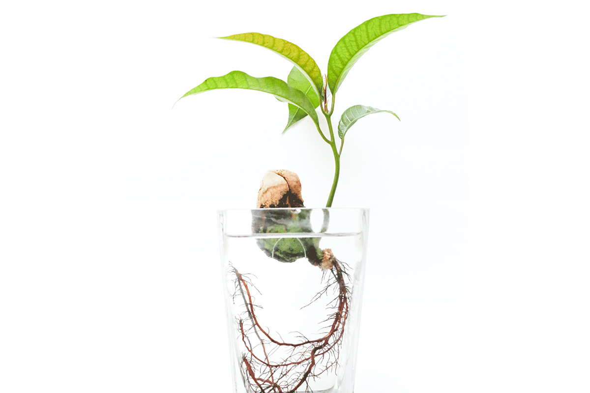 Get To The Root Of Your Pain | Today's Transitions