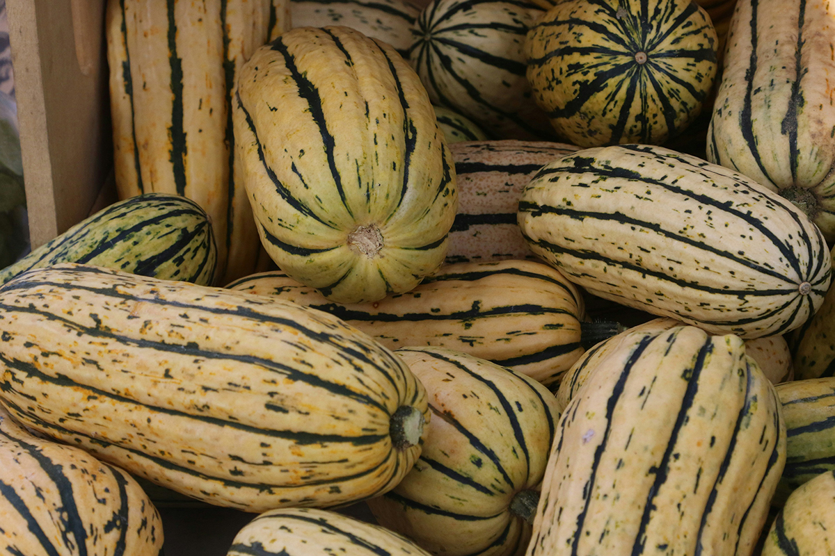 Add This Squash To Your Winter Diet | Today's Transitions