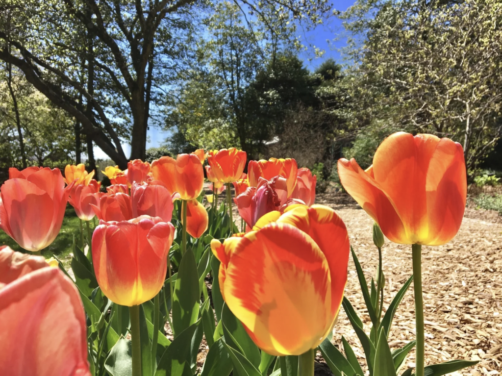 Take The Grandkids On A Spring Flower Hike | Today's Transitions