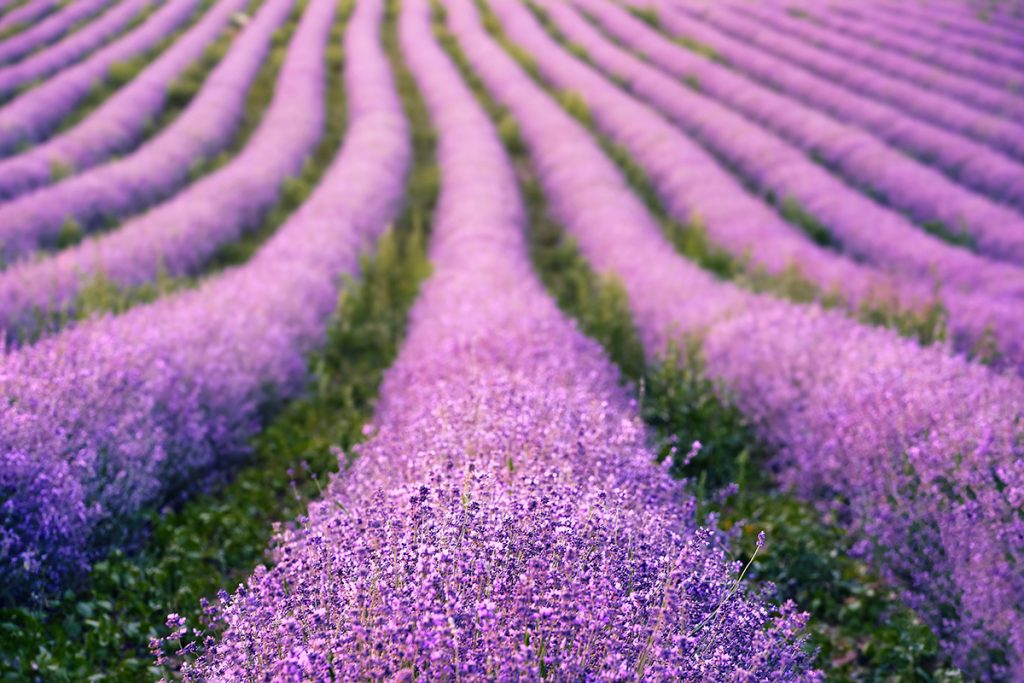 Fill Your Senses With Lush Lavender | Today's Transitions